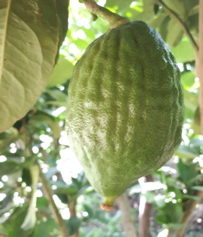 Esrog Shopper – The Voice of Lakewood